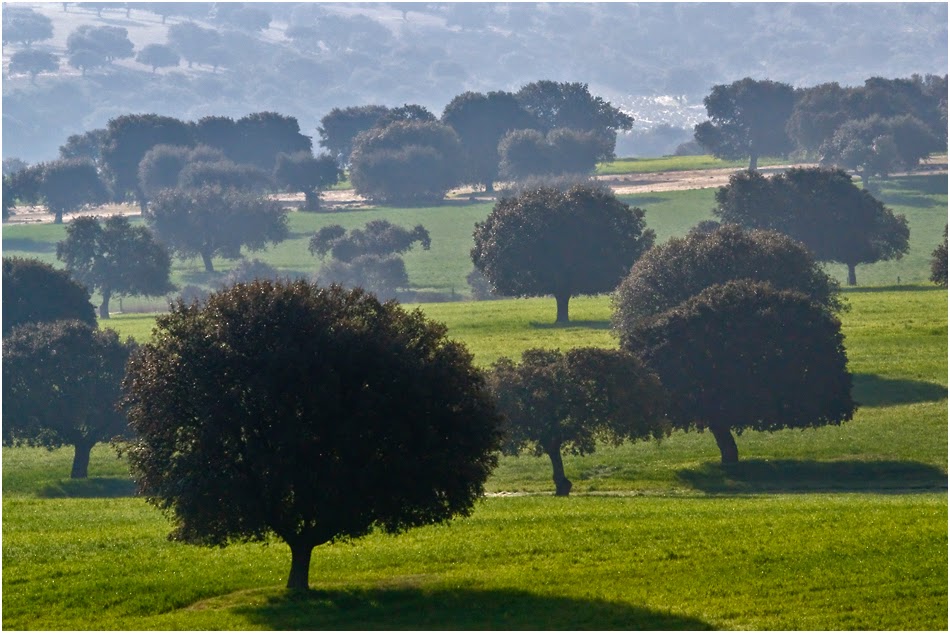 Naturaleza y Etnografía: El Encinar
