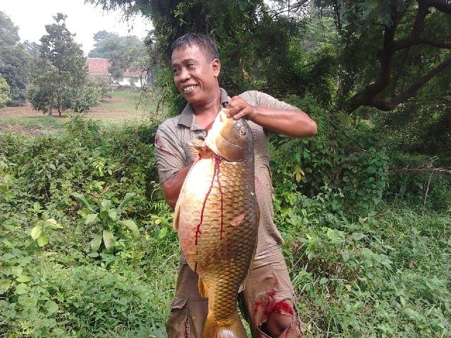 Gambar Ikan Mas Besar Lengkap Dan Unik - Rahasia Trik Mancing