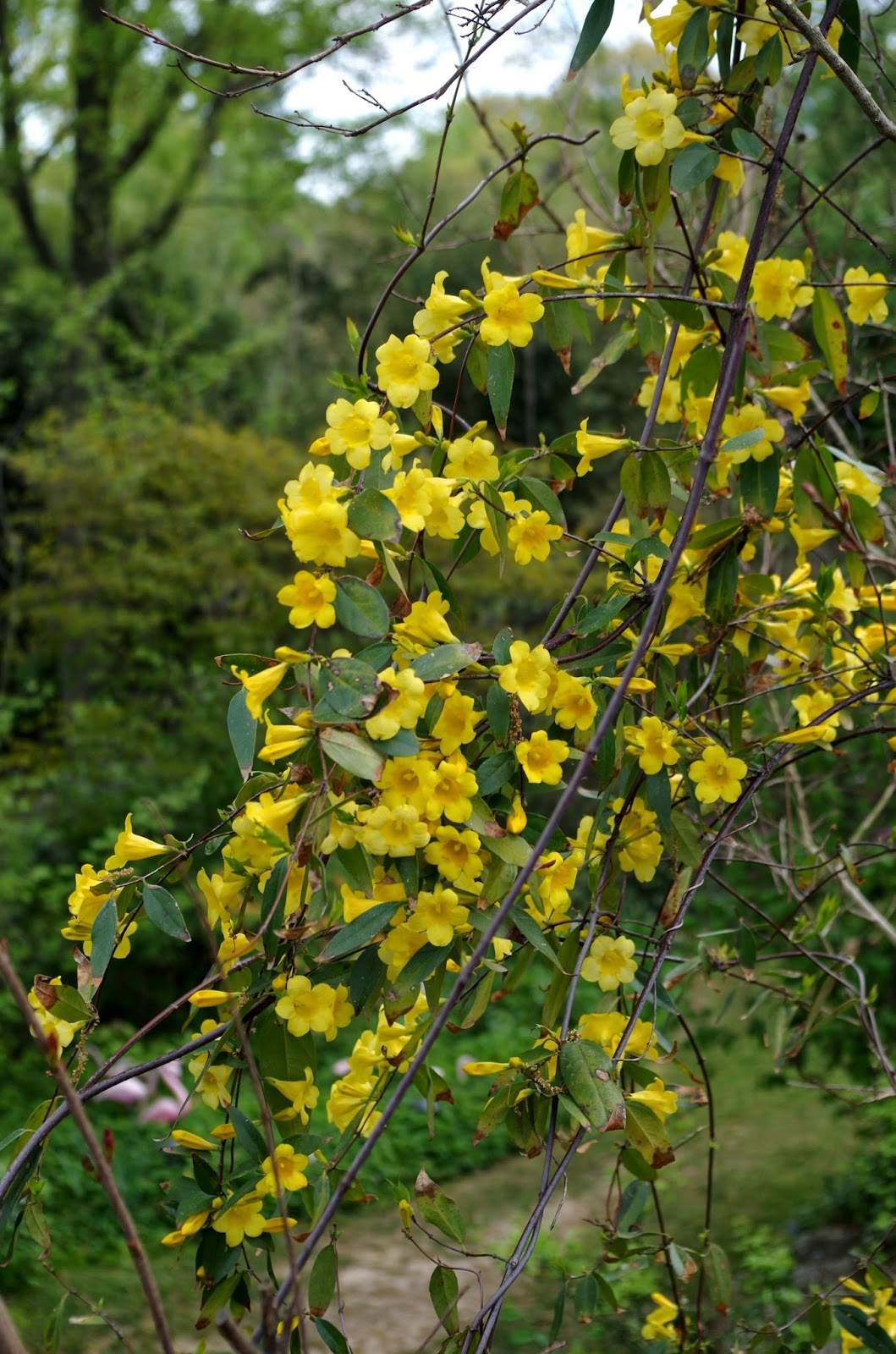 1003 Gardens: Carolina Jessamine climbing a Crape Myrtle Trellis