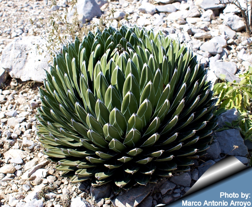 Queen Victoria's Agave (Agave victoriae-reginae)