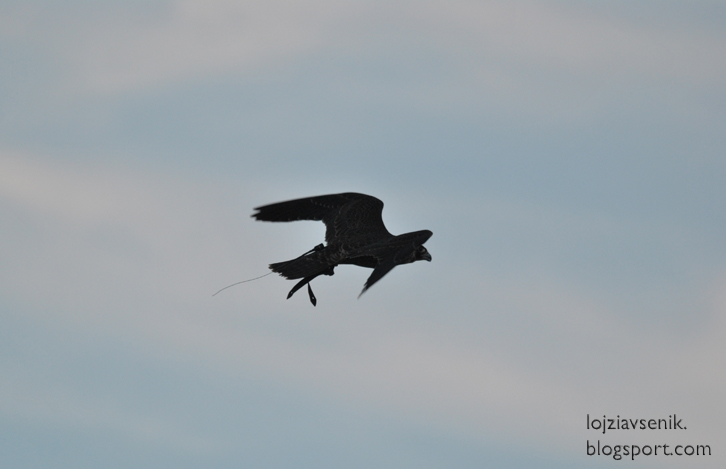 Lojzi Avsenik blog: Povezanost z ujedo in lovom-Sokolarstvo