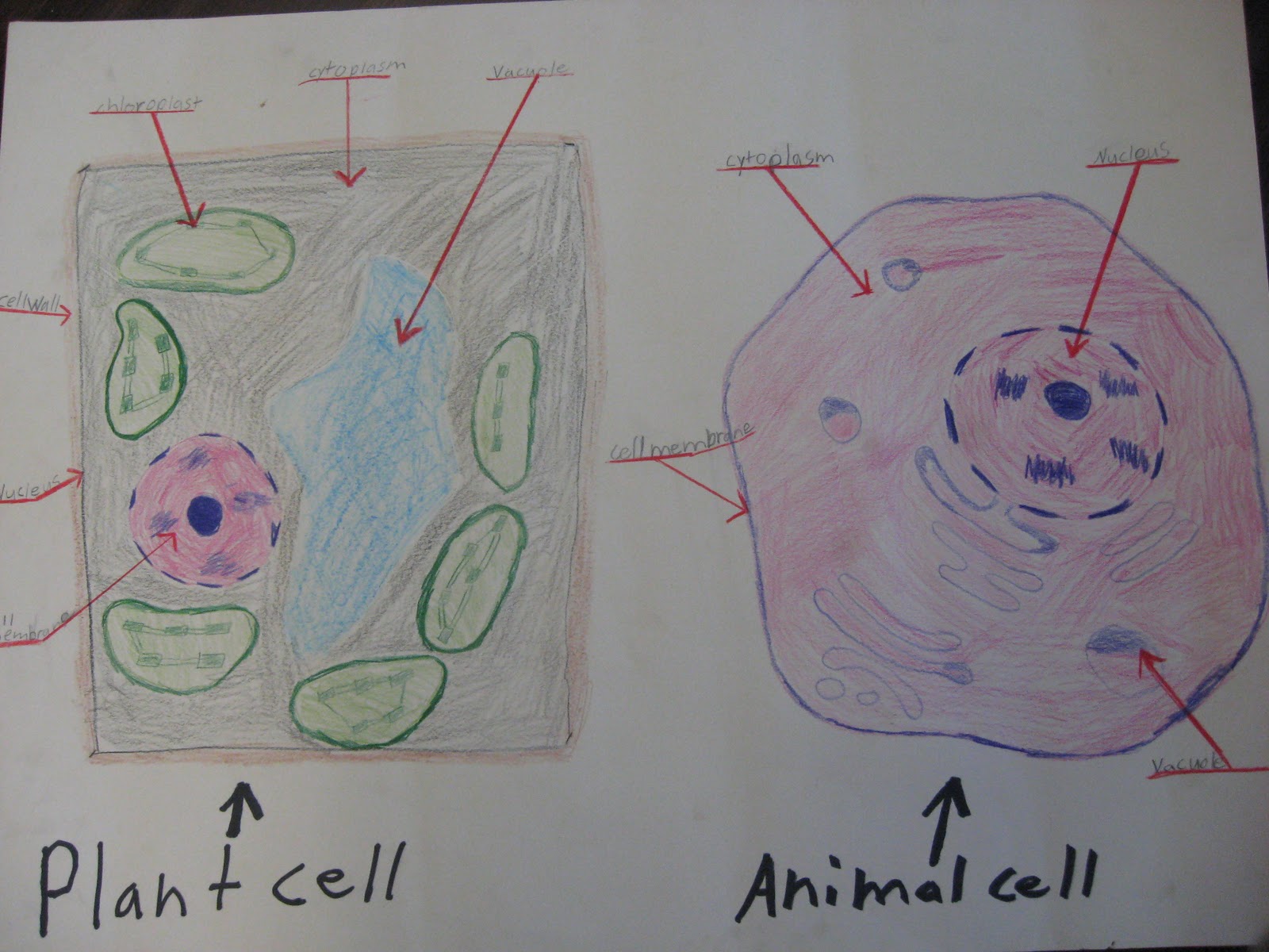 Third Grade Smarties!: Animal and Plant Cells