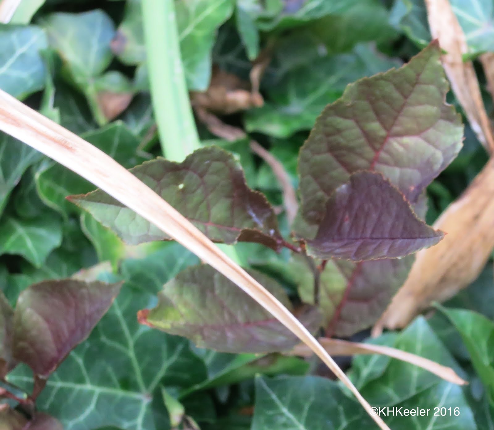 Plant Story Of The Chokecherries, A Native American Cherry - Patriots