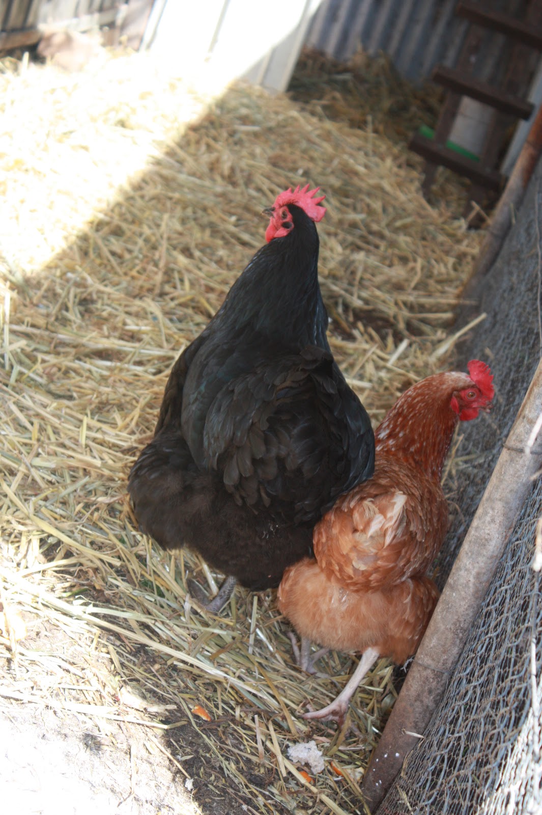 Tassell,Tea pot and Life Down Under: Headless Chooks
