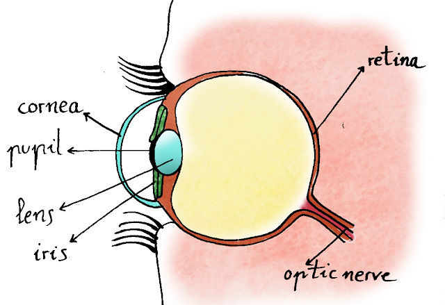 CEIP Antigua Science 5: Five senses: sight