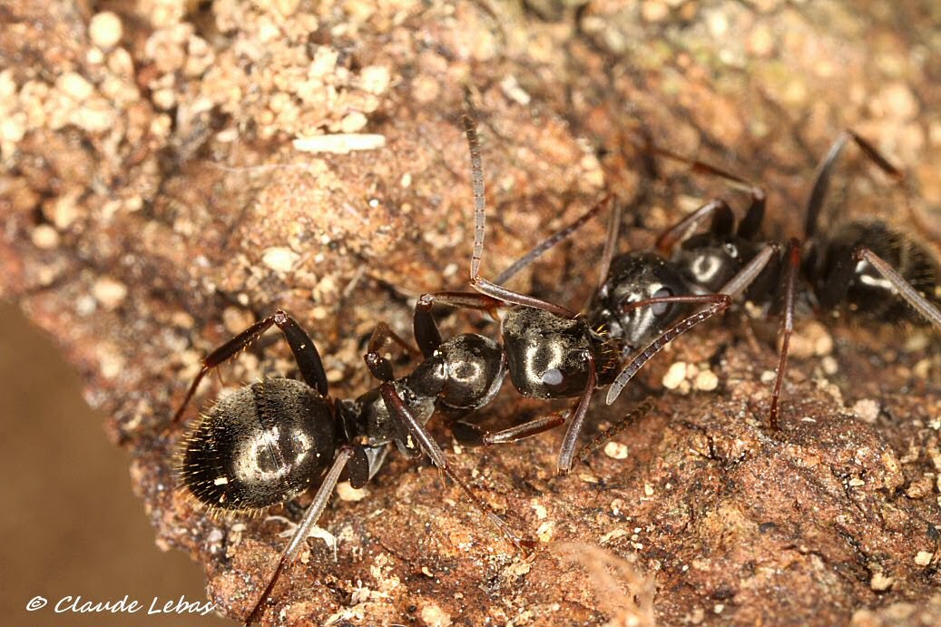 fourmis de Sicile : Formica fusca
