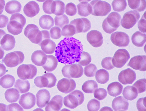 SOS BIOLOGIA CELULAR Y TISULAR: SANGRE. LEUCOCITOS 1