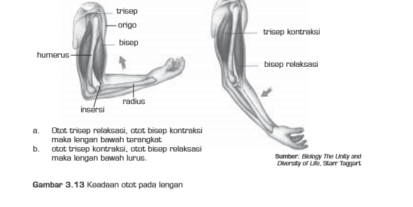 Hubungan antara Sendi dan Otot - Our Akuntansi