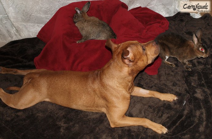 Pit Bull Frogs: Pit Bull Frog Photos