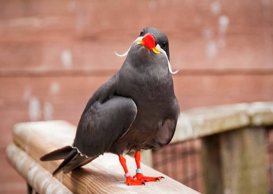 Inca Tern Bird - Pets