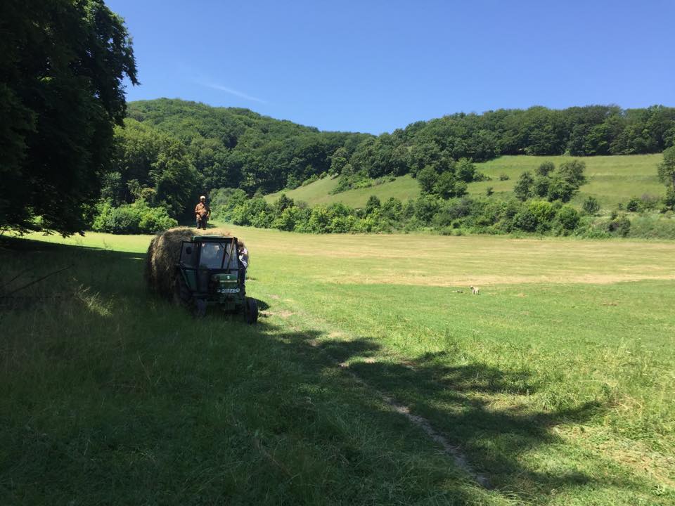 Promovare a produselor tradiționale și artizanale românești: Ferme ...