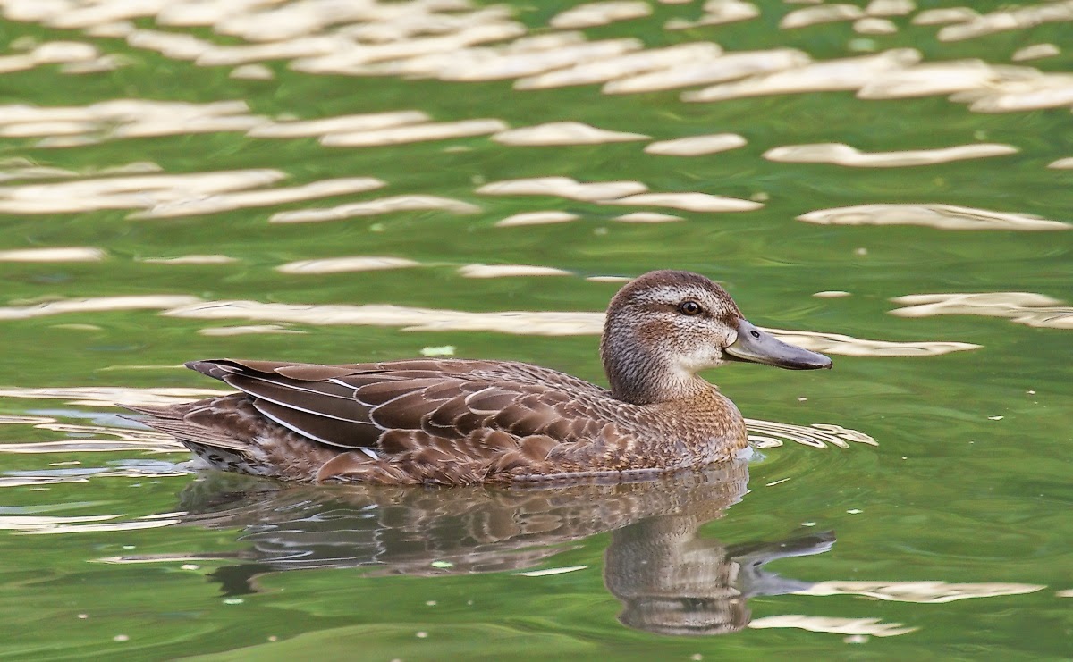 Business Opportunities Raising Ducks | Home Industry