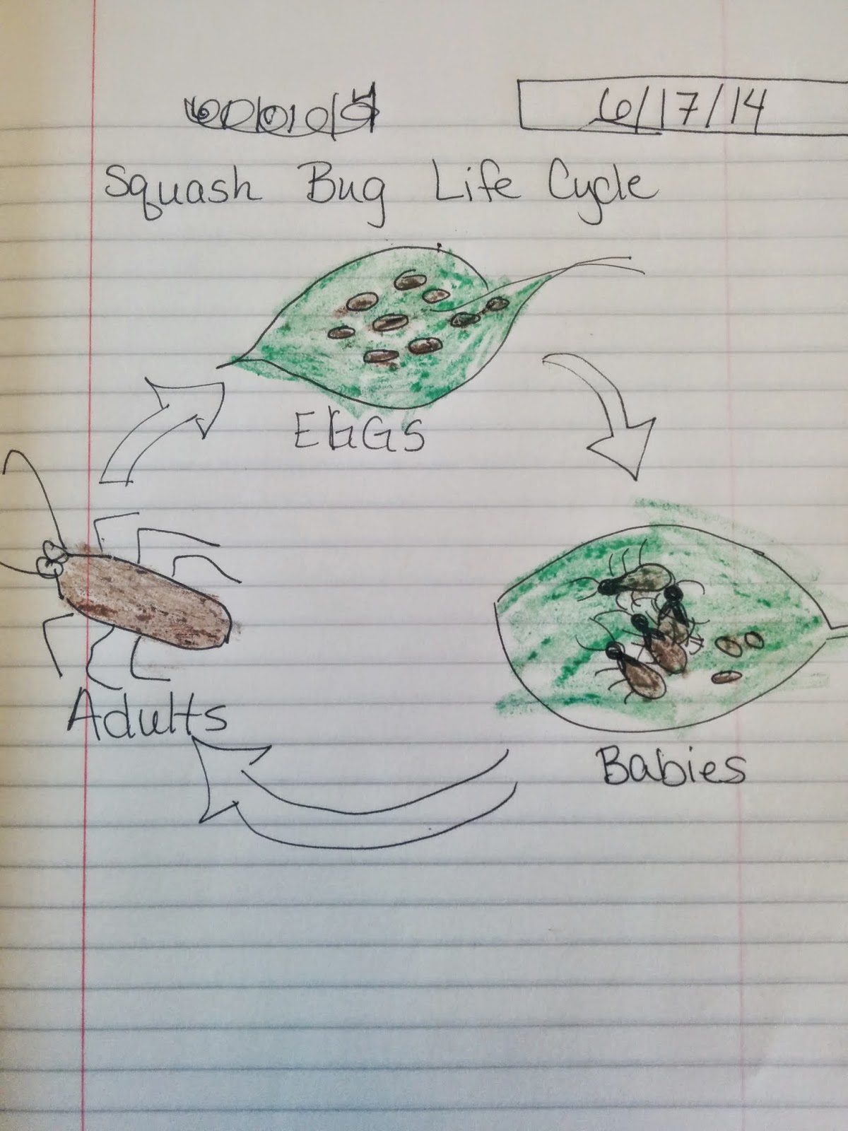 Fowlington Buzz Summer Of Science The Life Cycle Of A Squash Bug