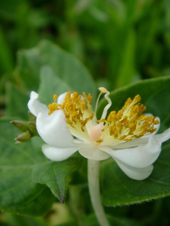 Flower name punnaga - Yapbd