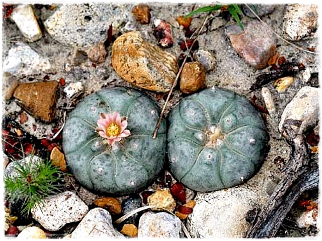 América en Bedford - México - Viaje por África