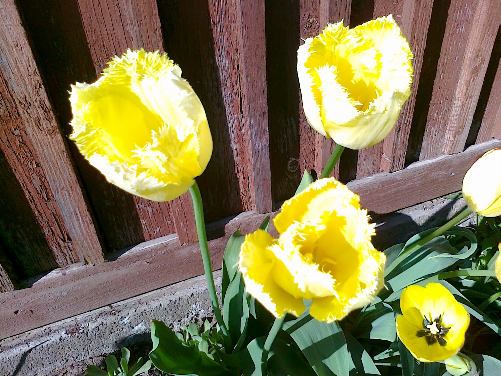 Tea's Garden Stories: Tulbid püsikupeenras