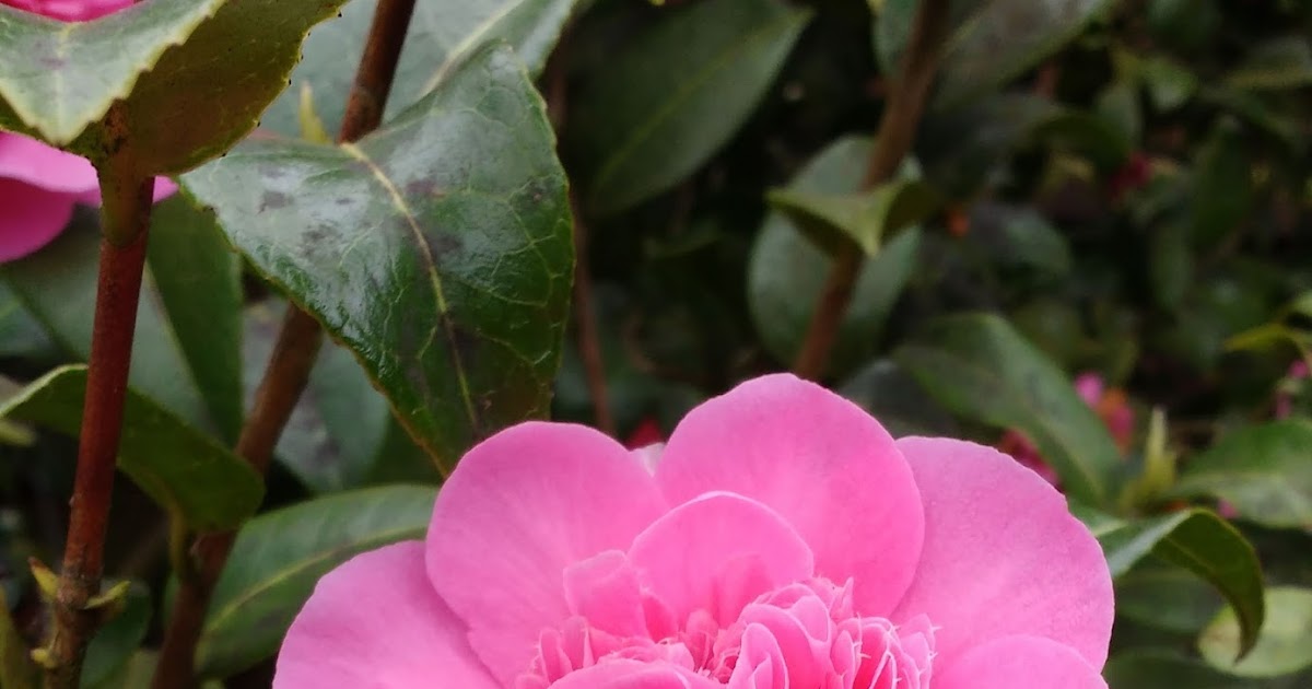 [95+] Full Grown Dwarf Camellia Télécharger | Unique PhotoPNG