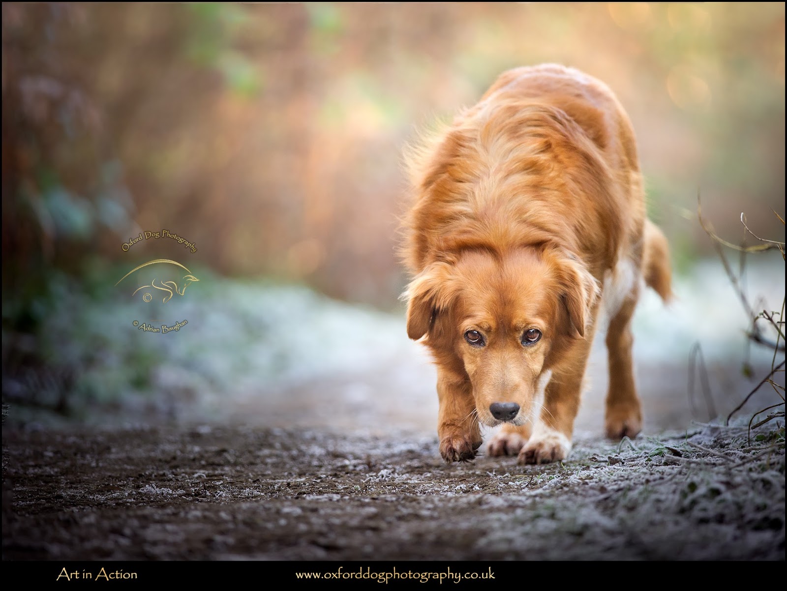 Ground Level Photography