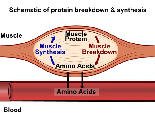 Top 10 Lies About Intermittent Fasting - Siim Land