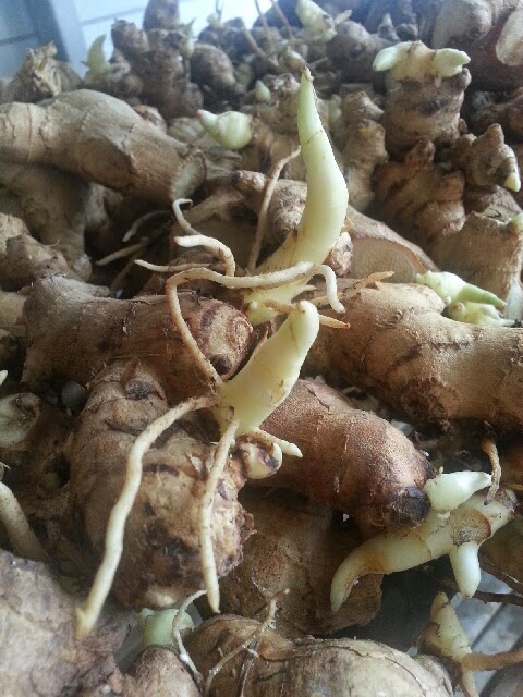 jual bibit jahe merah dan jahe gajah berkualitas unggul: Cara Memilih ...