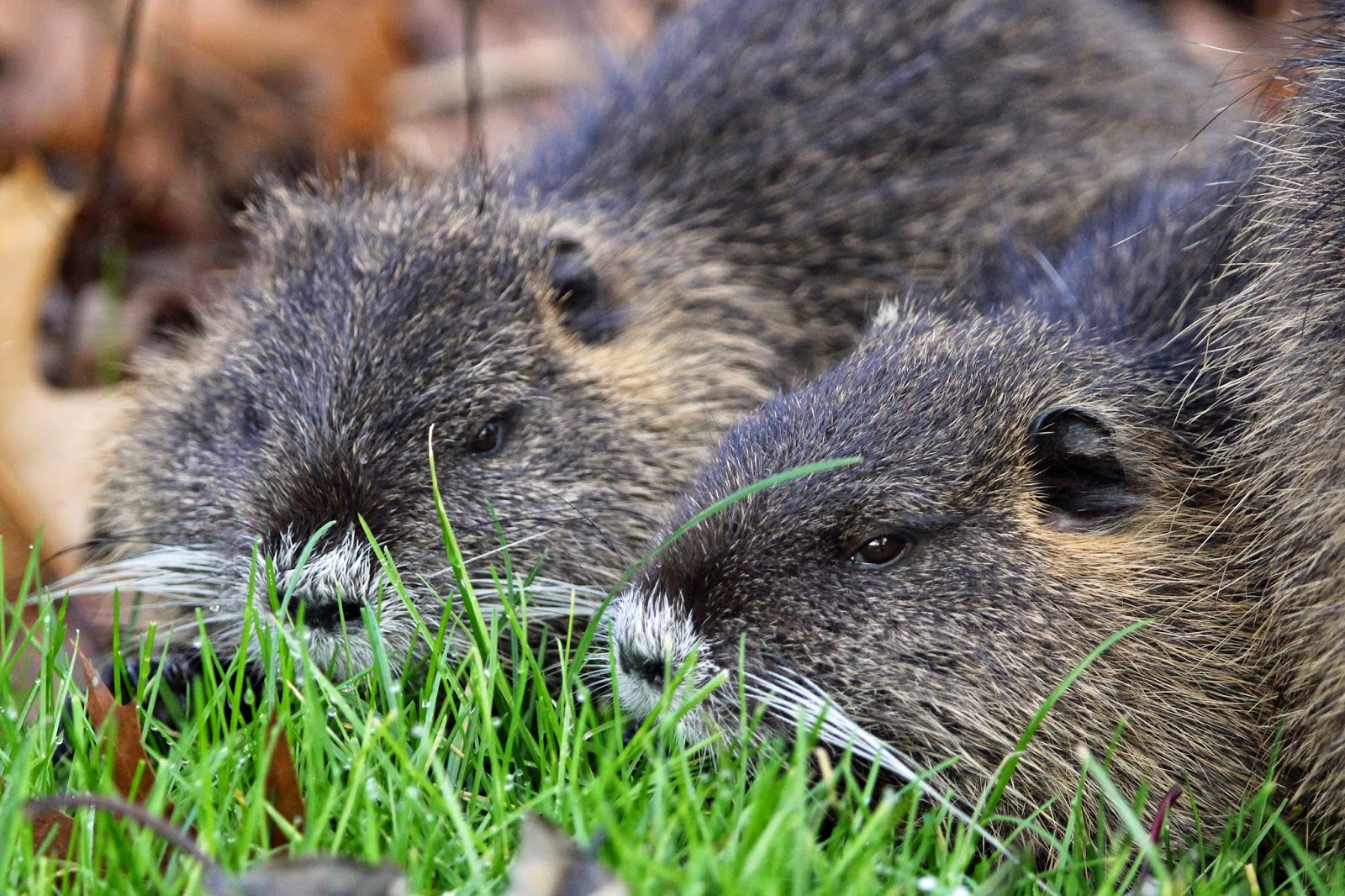 The Green Knee Club: December 2014