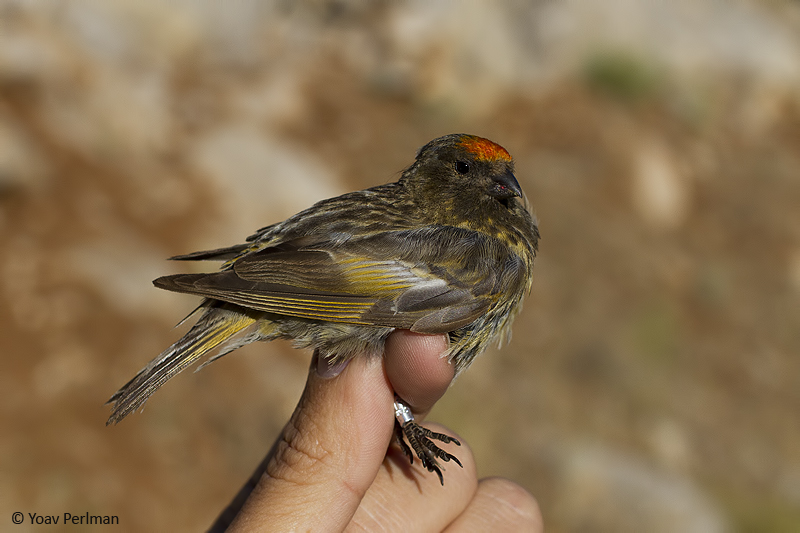 Yoav Perlman - birding, science, conservation, photography: Fire front!