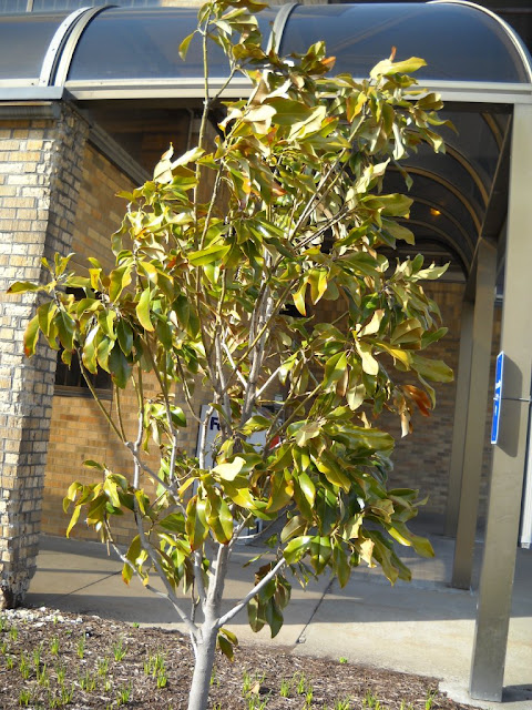 Lilliputian Bounty: Surprise! Magnolias, Future Spaces, and More