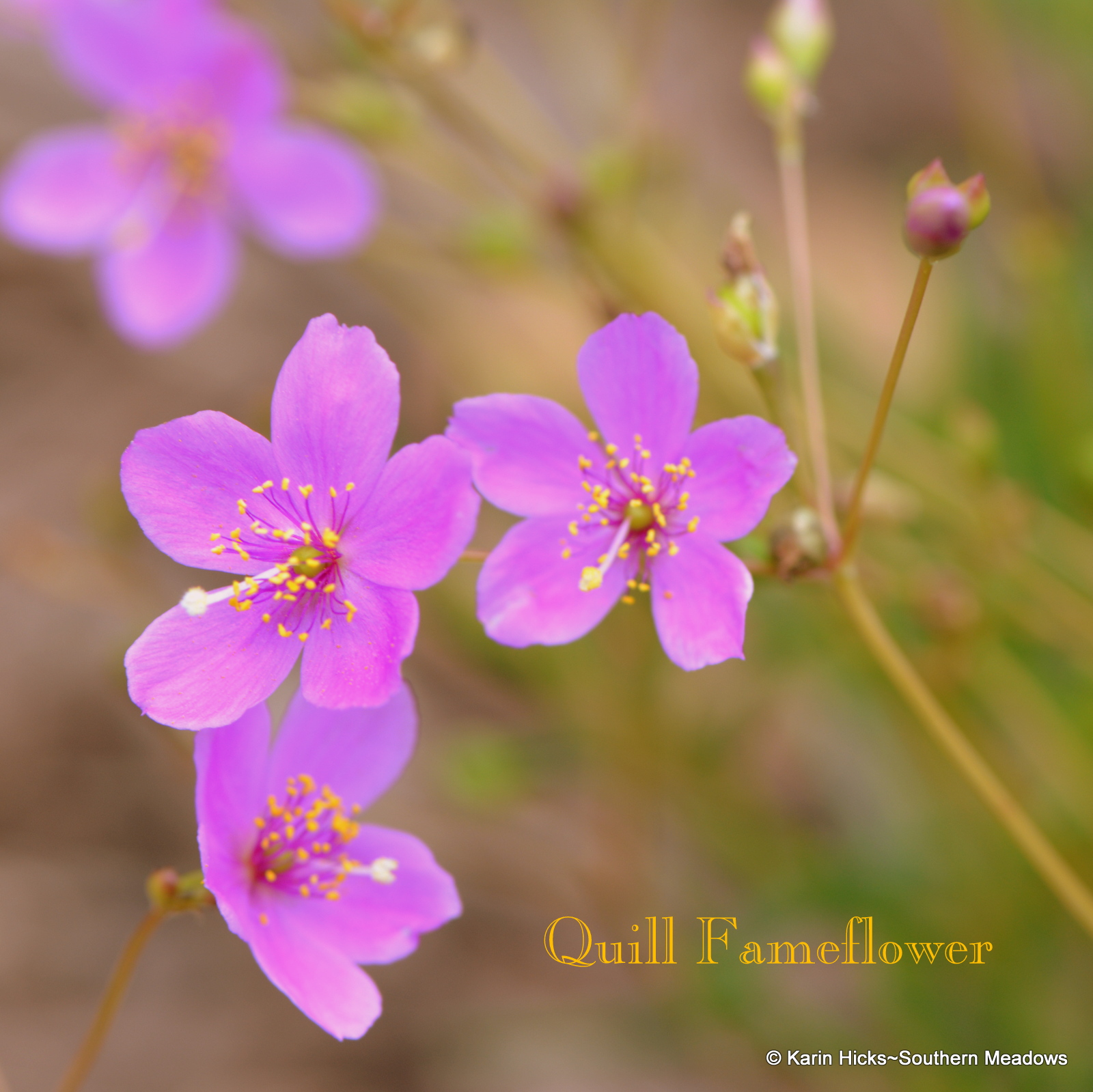 Wildflower Wednesday: Quill Fameflower