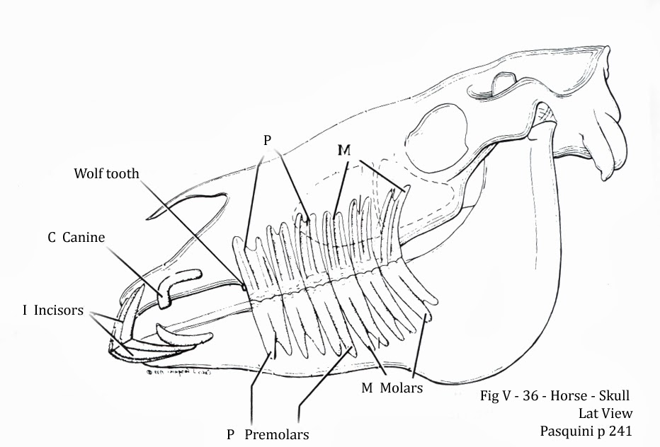Bit of Honey Training: Looking a Horse in the Mouth