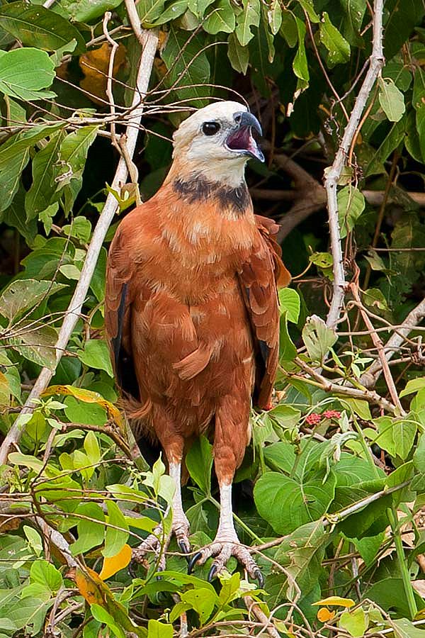 Bird Guide: Raptorama - Black-collared Hawk