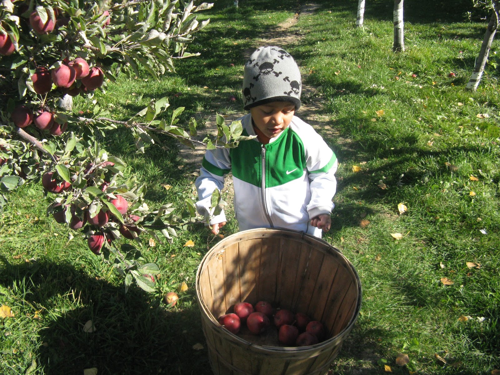 The Science Lady: The Family Field Trip Angle :: Visit an Apple Orchard