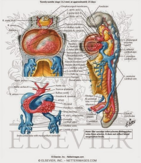 SLEEM'S BLOG: NETTER ATLAS OF HUMAN EMBRYOLOGY
