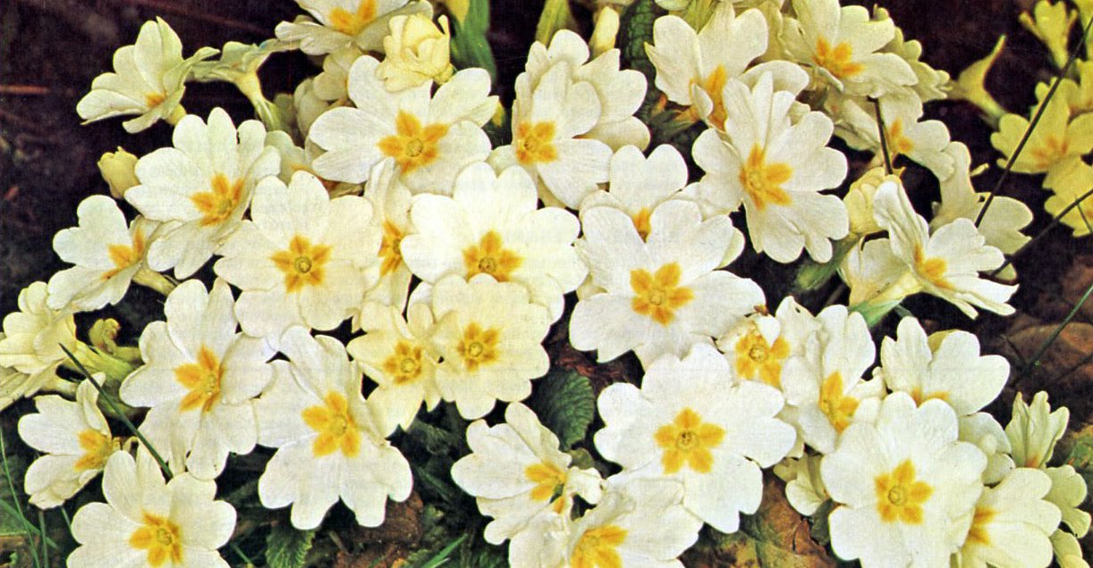 Comida para uno: LA FLOR DE MARZO: PRIMULA o PRIMAVERA