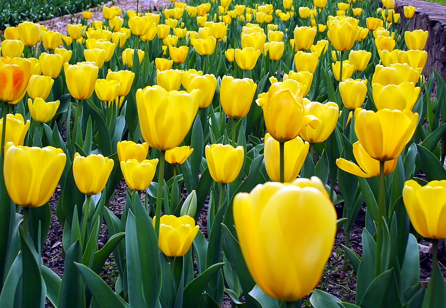 SUPERMENG MALAYA: Pesta Bunga Tulip