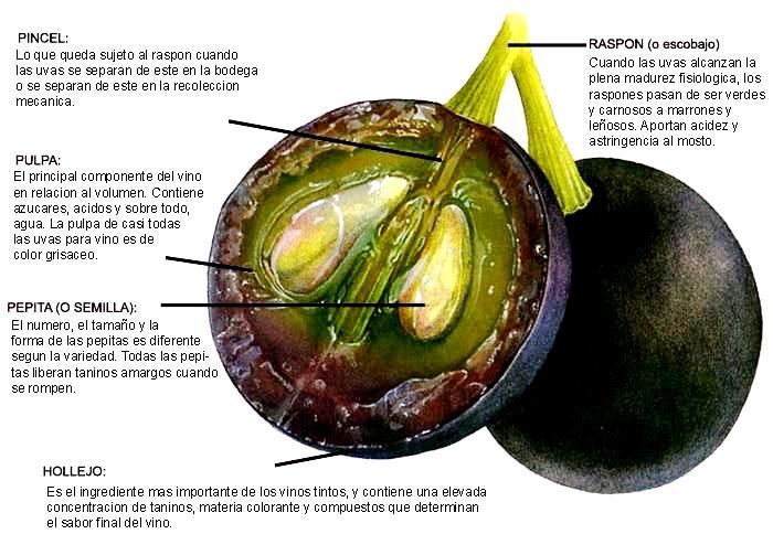 Urbina Vinos Blog: Desarrollo de la Baya: Maduración de la Uva y Vendimia
