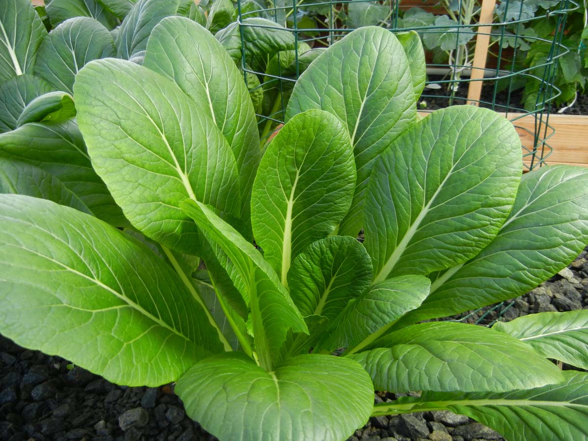 Komatsuna Vegetable Health Benefits | Healthy Fitness Tips