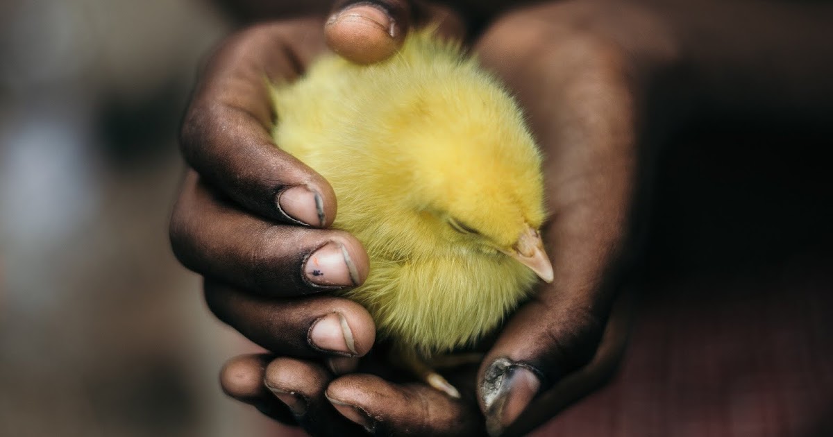 The birth of Modern Man: Origin of domesticated chicken identified