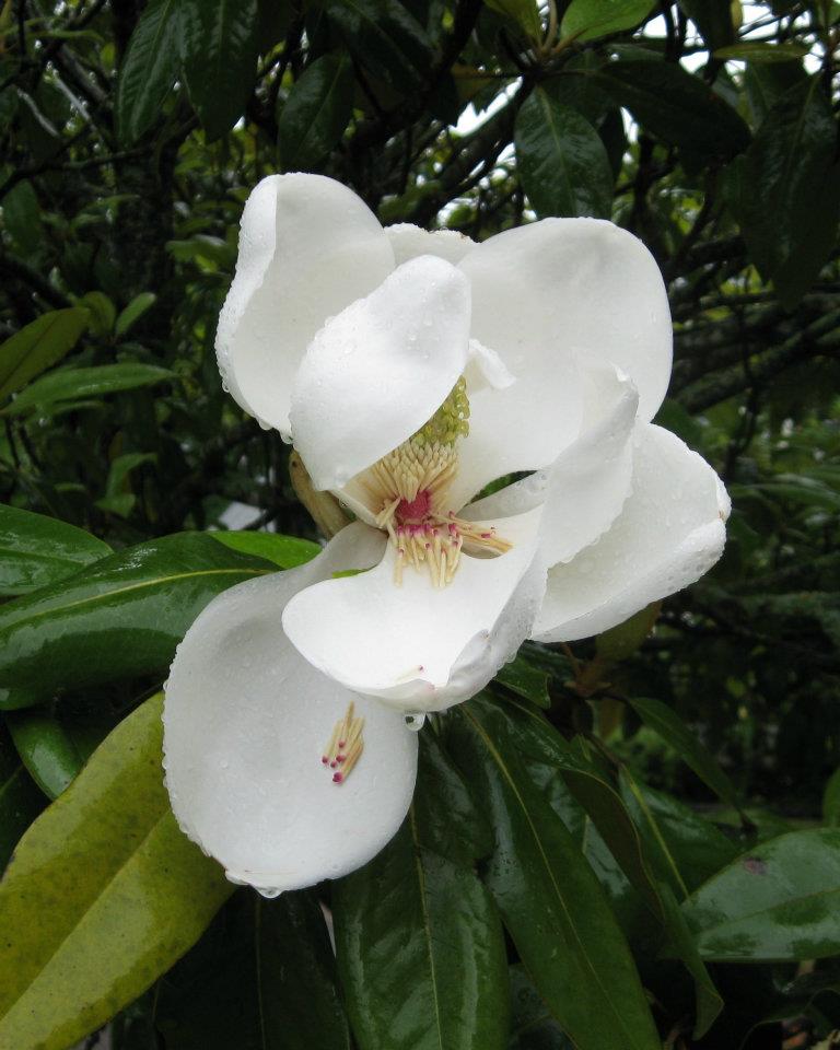 Reflections of a *Mississippi Magnolia*: Greetings from The Magnolia ...