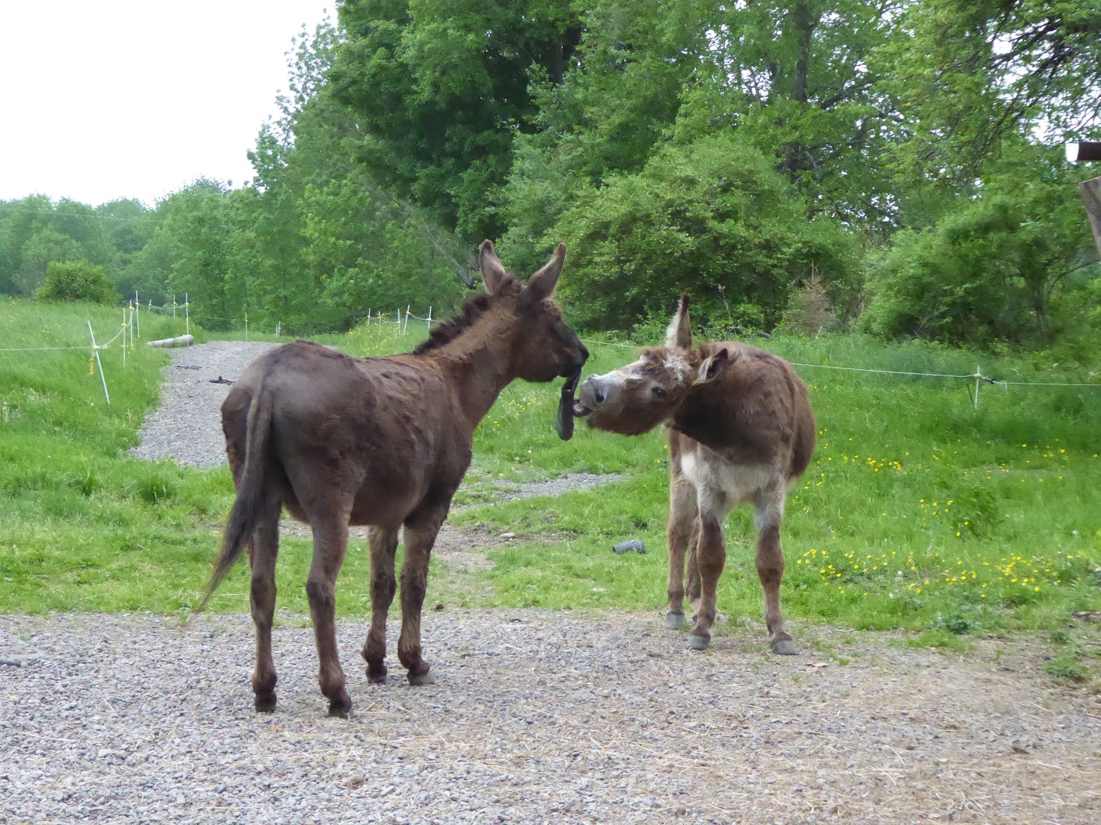 The Dancing Donkey: Hanging with the Bros
