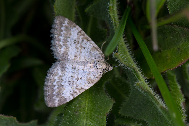 Darley Dale Wildlife: Marsh Pug and other day flying moths of the ...