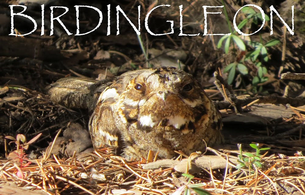 BIRDINGLEON: RIVIERA MAYA: "La leyenda del PÁJARO TOH"