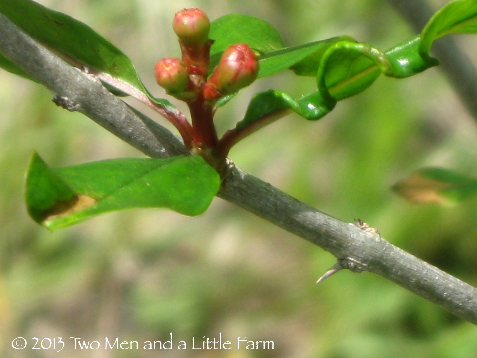 Two Men and a Little Farm: FRUIT TREES ARE STARTING TO BUD OUT
