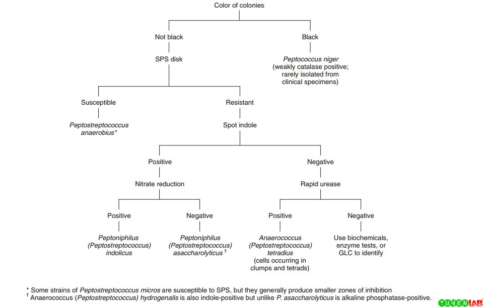 [Microbiology] Atlas of Anaerobes of Clinical Importance | Free Medical ...