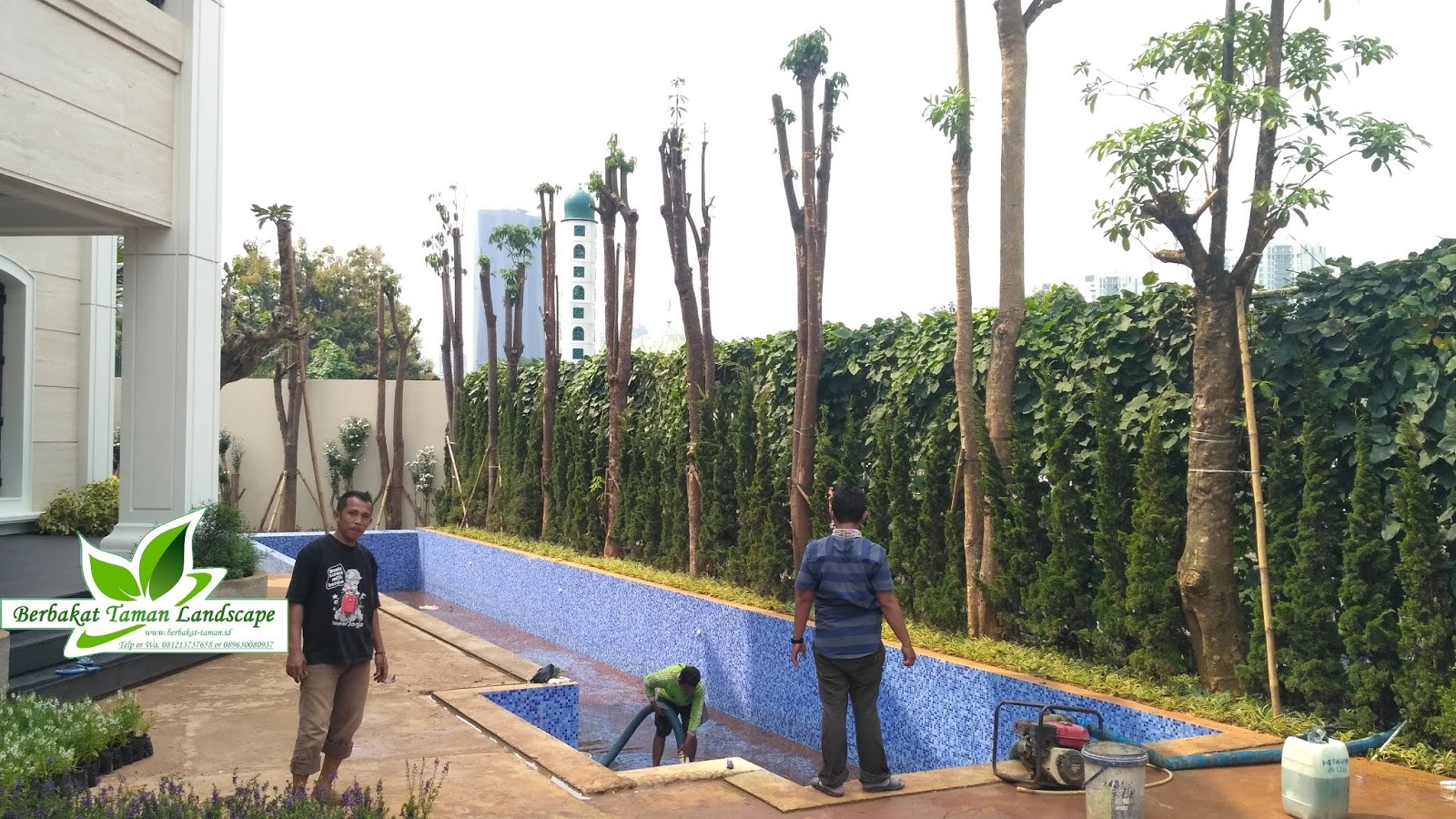 Jual Pohon Pule Pohon Pulay Pohon Peneduh Bonsai Pule Fosil - Tukang ...