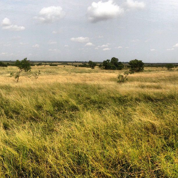 Institute of Ranch Management – The Ghana Project: Beautiful ranch ...