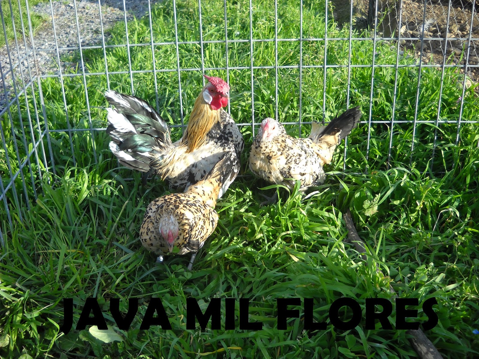 Aves Bierzo: Java mil flores