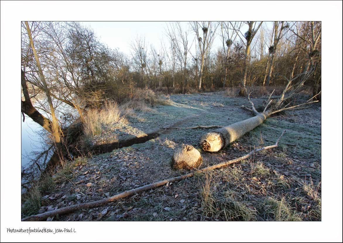 Castor es-tu là ? Traces Indices de présence du Castor Européen. 2015 03