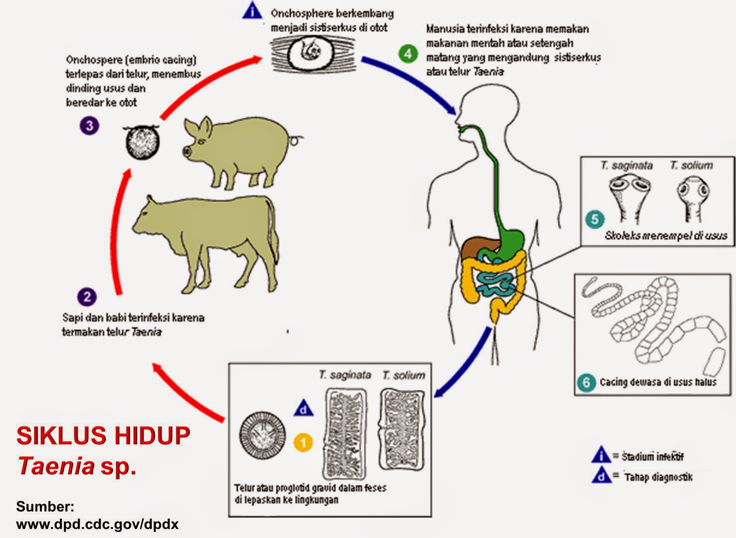 Perbedaan Taenia saginata dan Taenia solium
