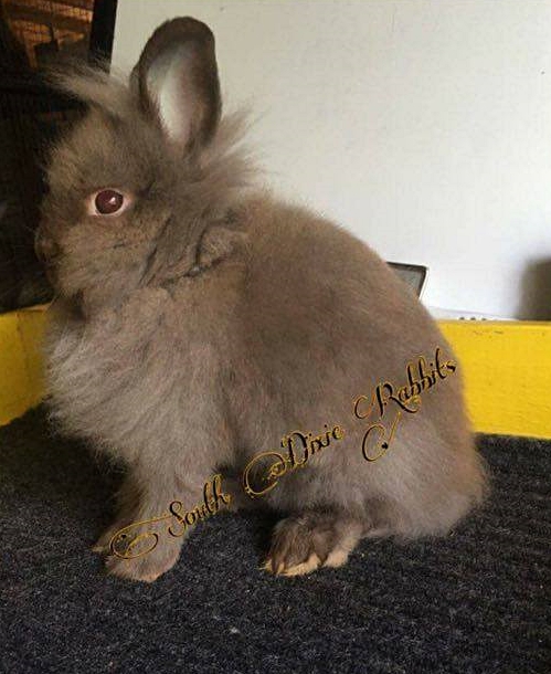 Blossom Acres Farm & Rabbitry: Chocolate Sables - Chocolate Shaded Genetics