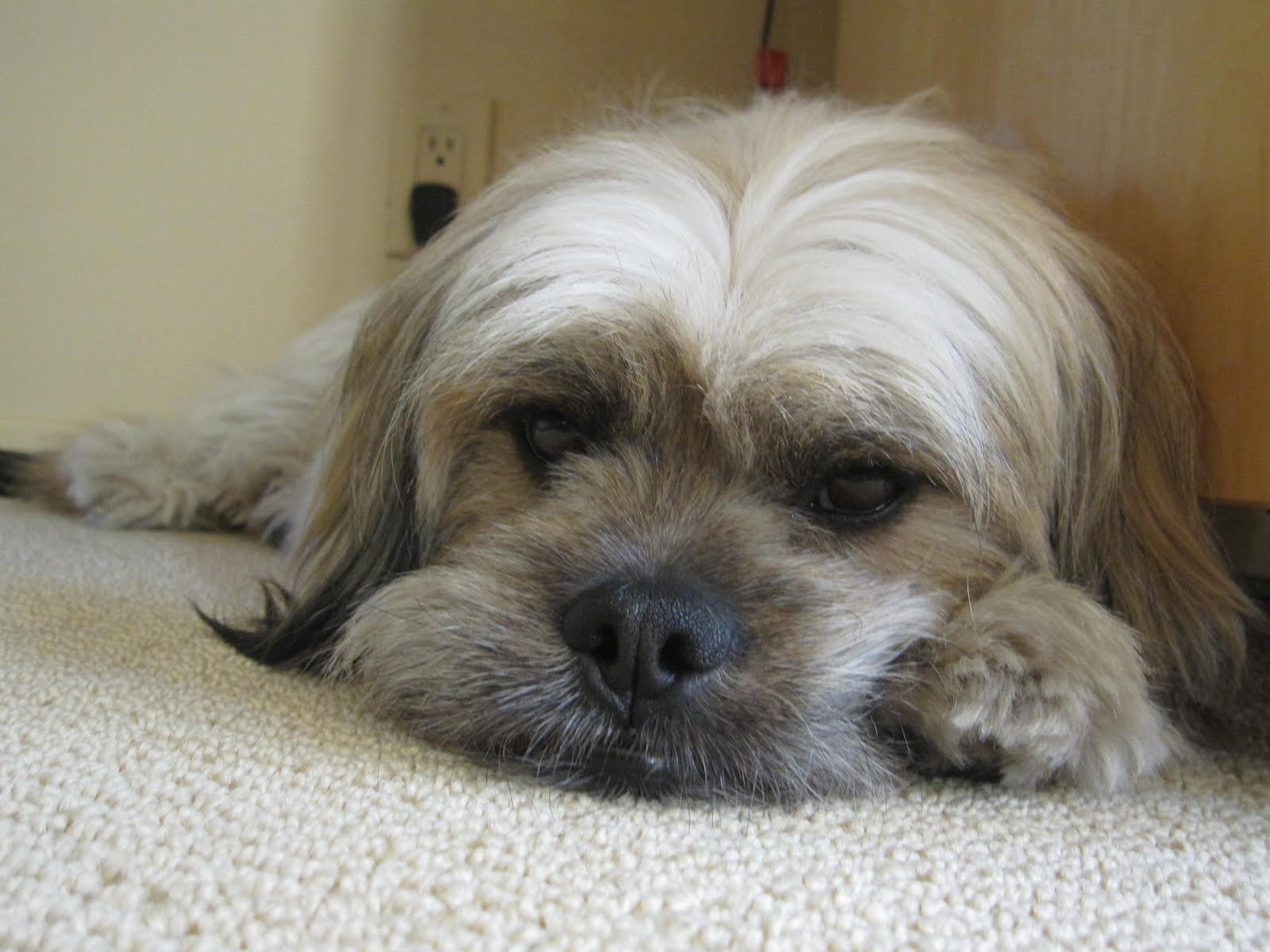 Gizmo: Discarded Dog Diary: #Training #Paris #Hilton or #Amy #Winehouse